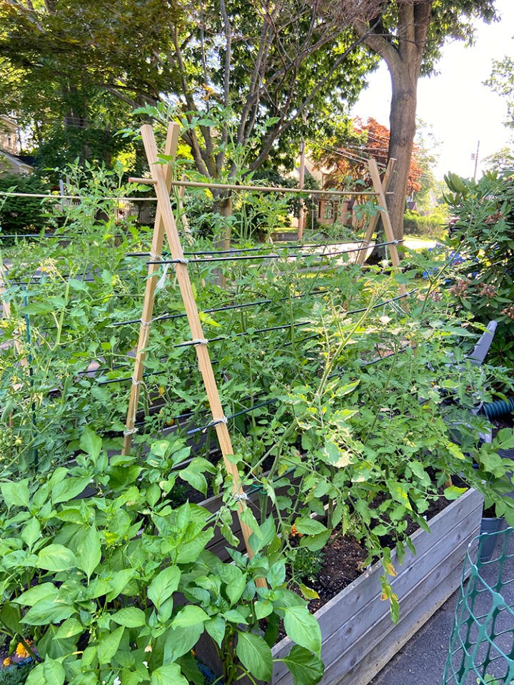 15 Creative Tomato Cage Designs to Enhance Your Gardening