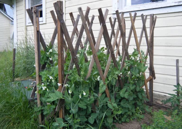 DIY Snap Pea Trellis: Collapsible, Stylish, and Built from Scraps