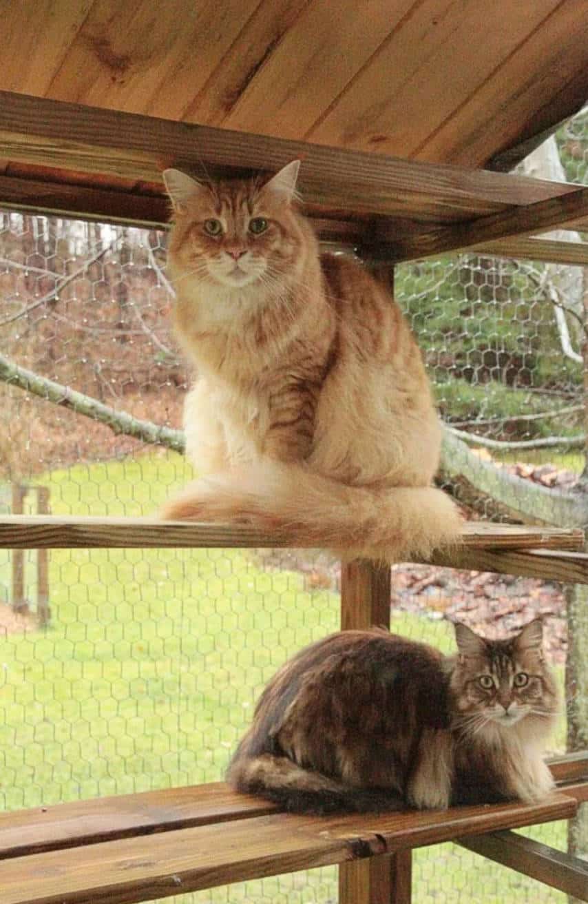 DIY Outdoor Cat Habitat: A Safe and Fun Space for Our Feline Friends