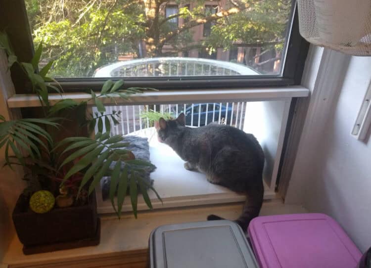 DIY Window Catio Plan for a Safe and Enriching Feline Space