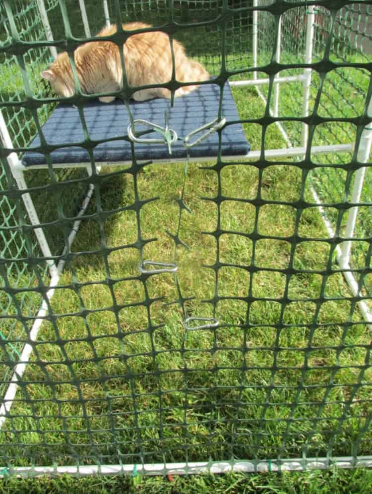 DIY Outdoor Cat Enclosure Using PVC and Poultry Netting